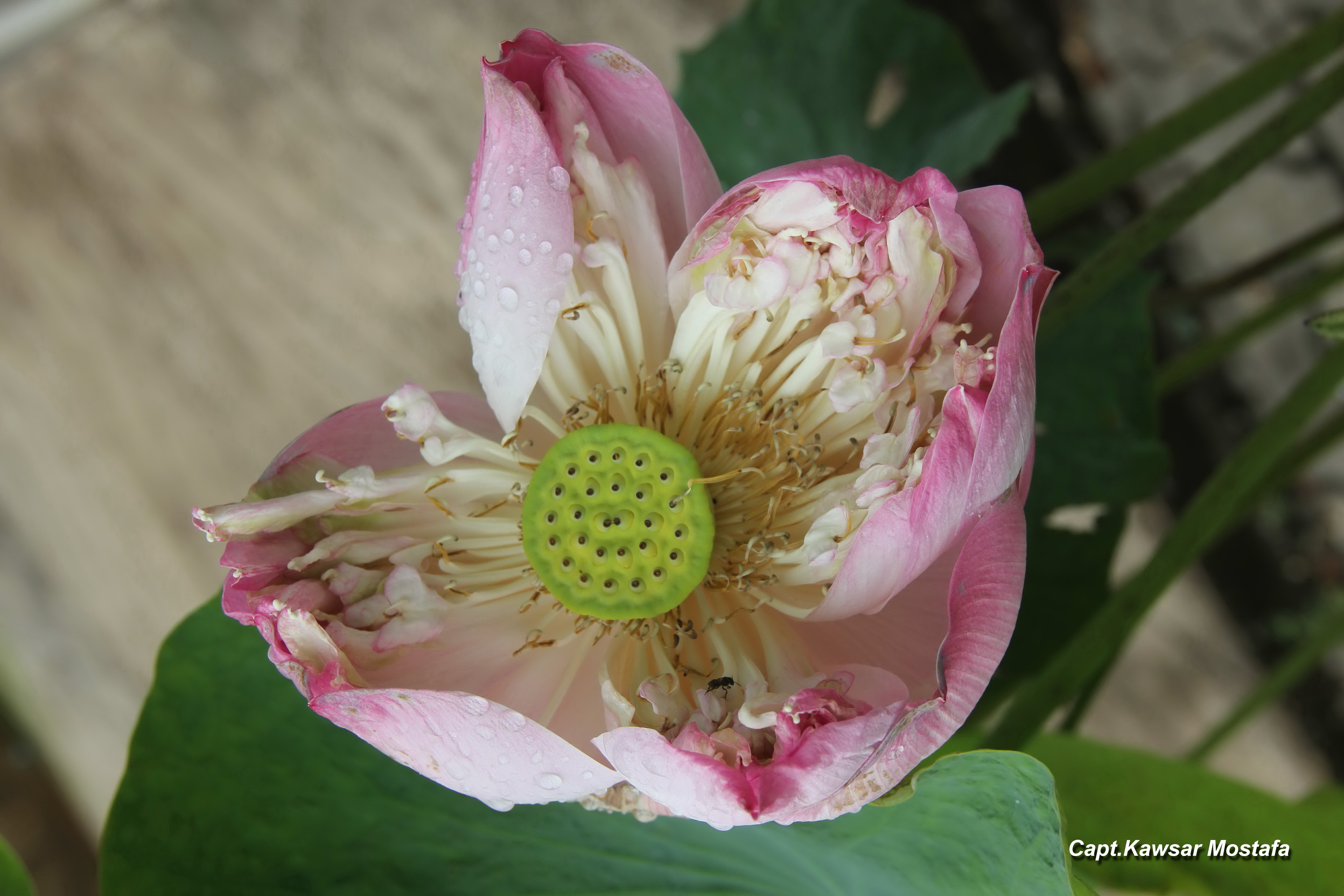 Lotus/Padha - NSSB
