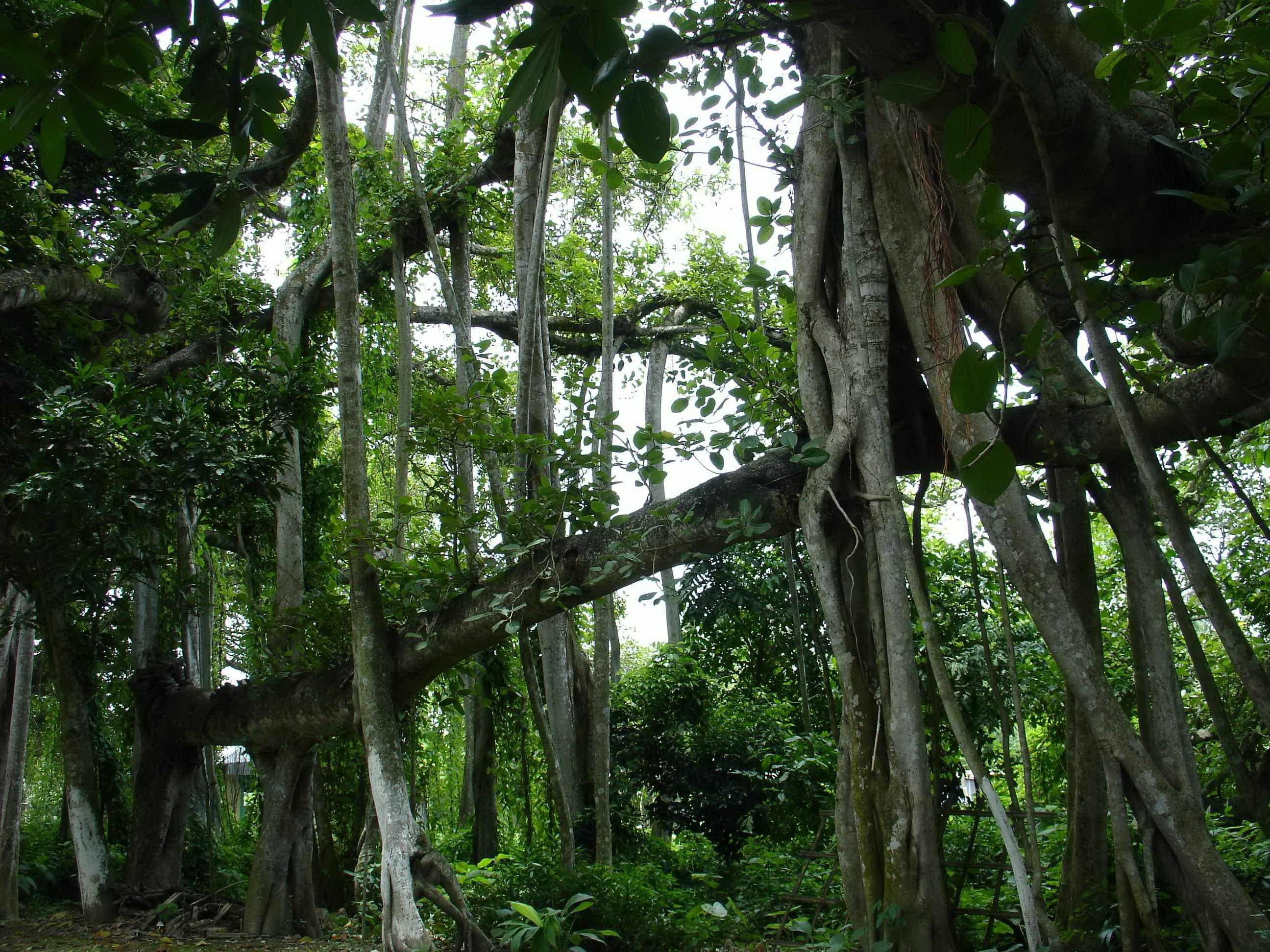 Forest Management in Bangladesh - NSSB