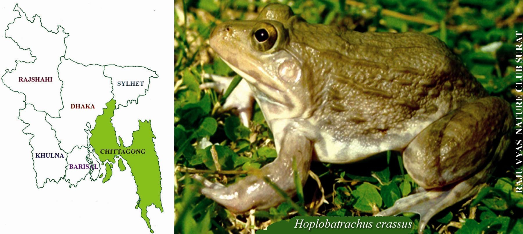 AMPHIBIANS of Bangladesh - NSSB