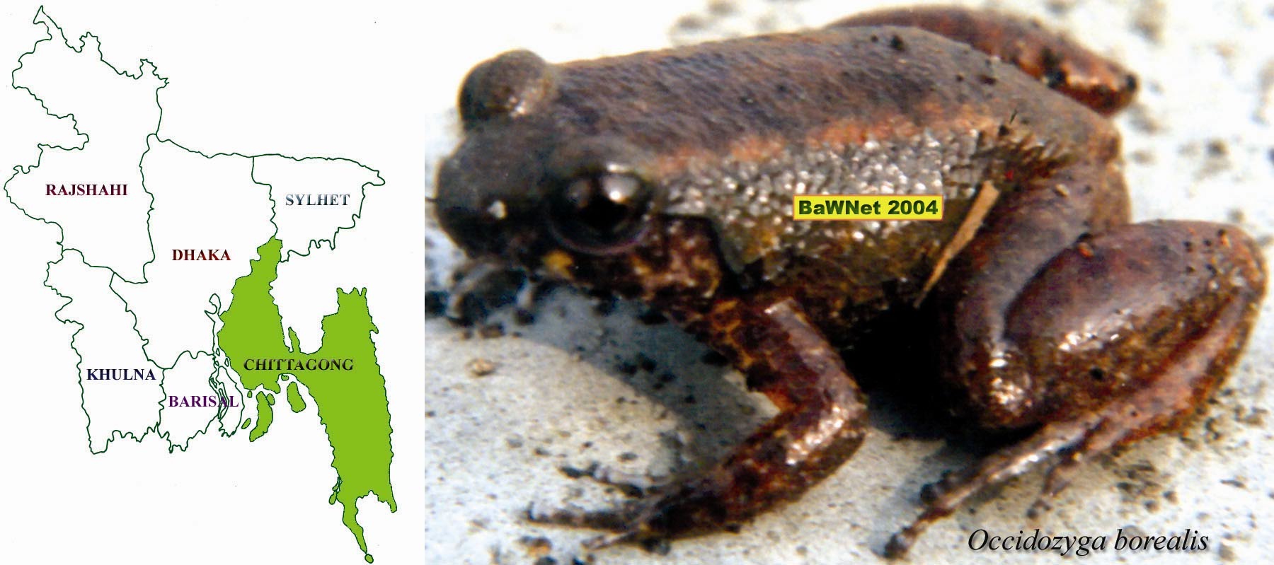 AMPHIBIANS of Bangladesh - NSSB