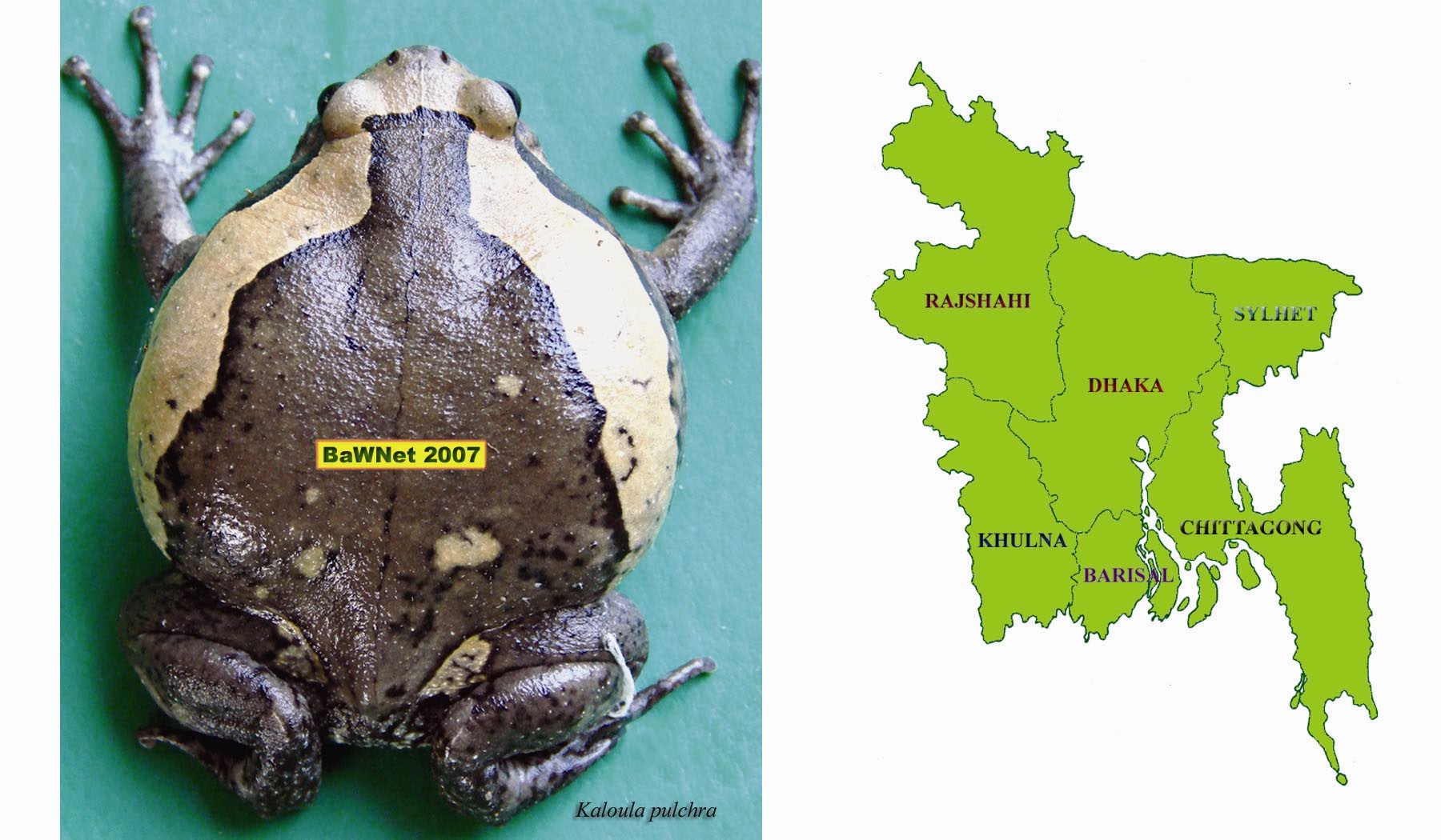 AMPHIBIANS of Bangladesh - NSSB