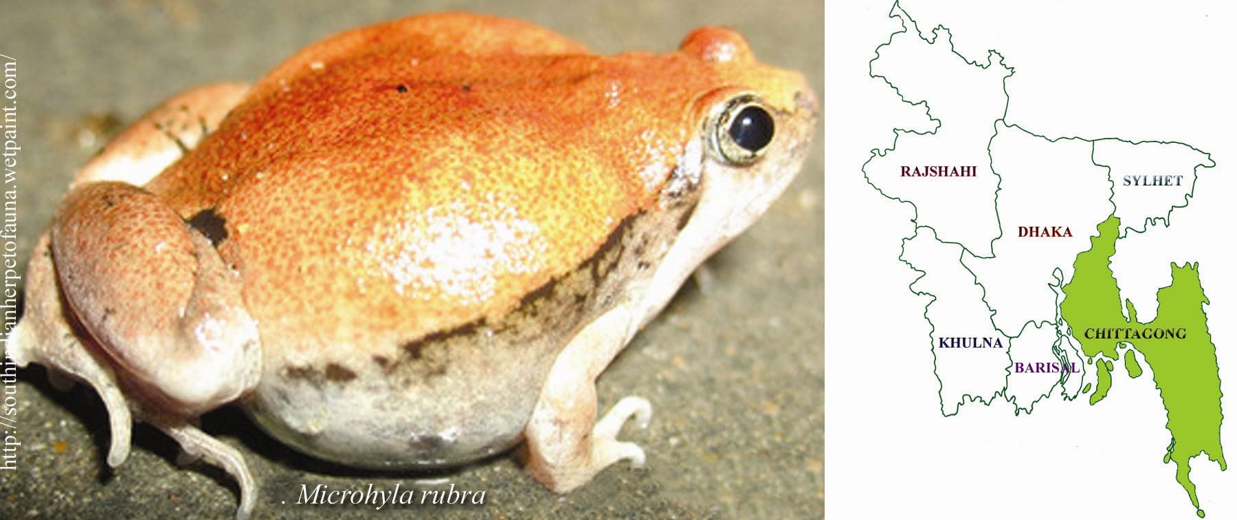 AMPHIBIANS of Bangladesh - NSSB