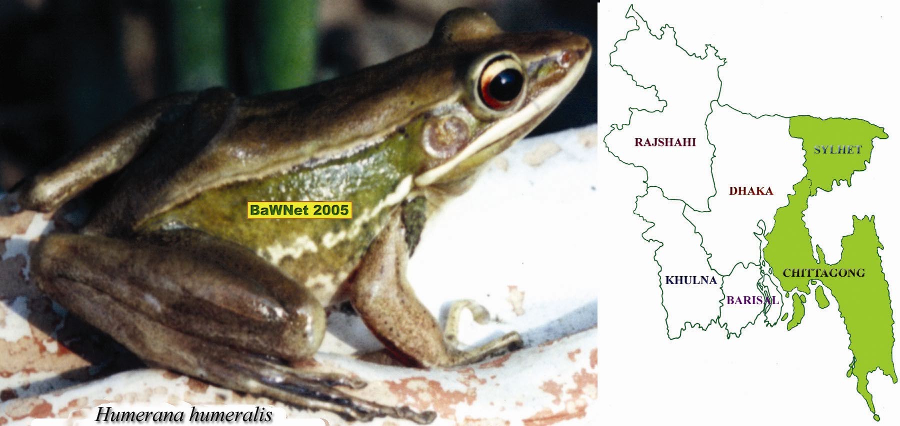 AMPHIBIANS of Bangladesh - NSSB