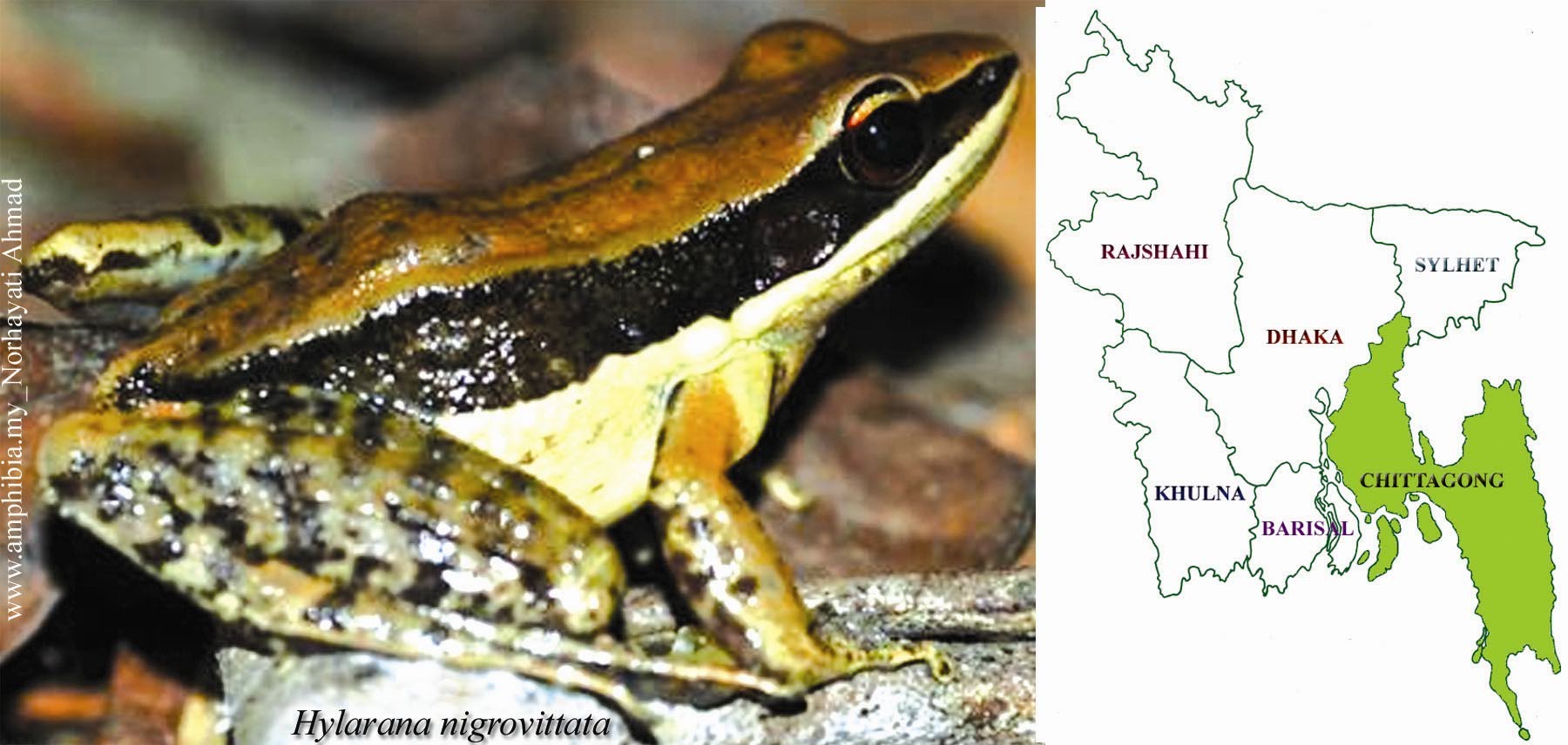 AMPHIBIANS of Bangladesh - NSSB