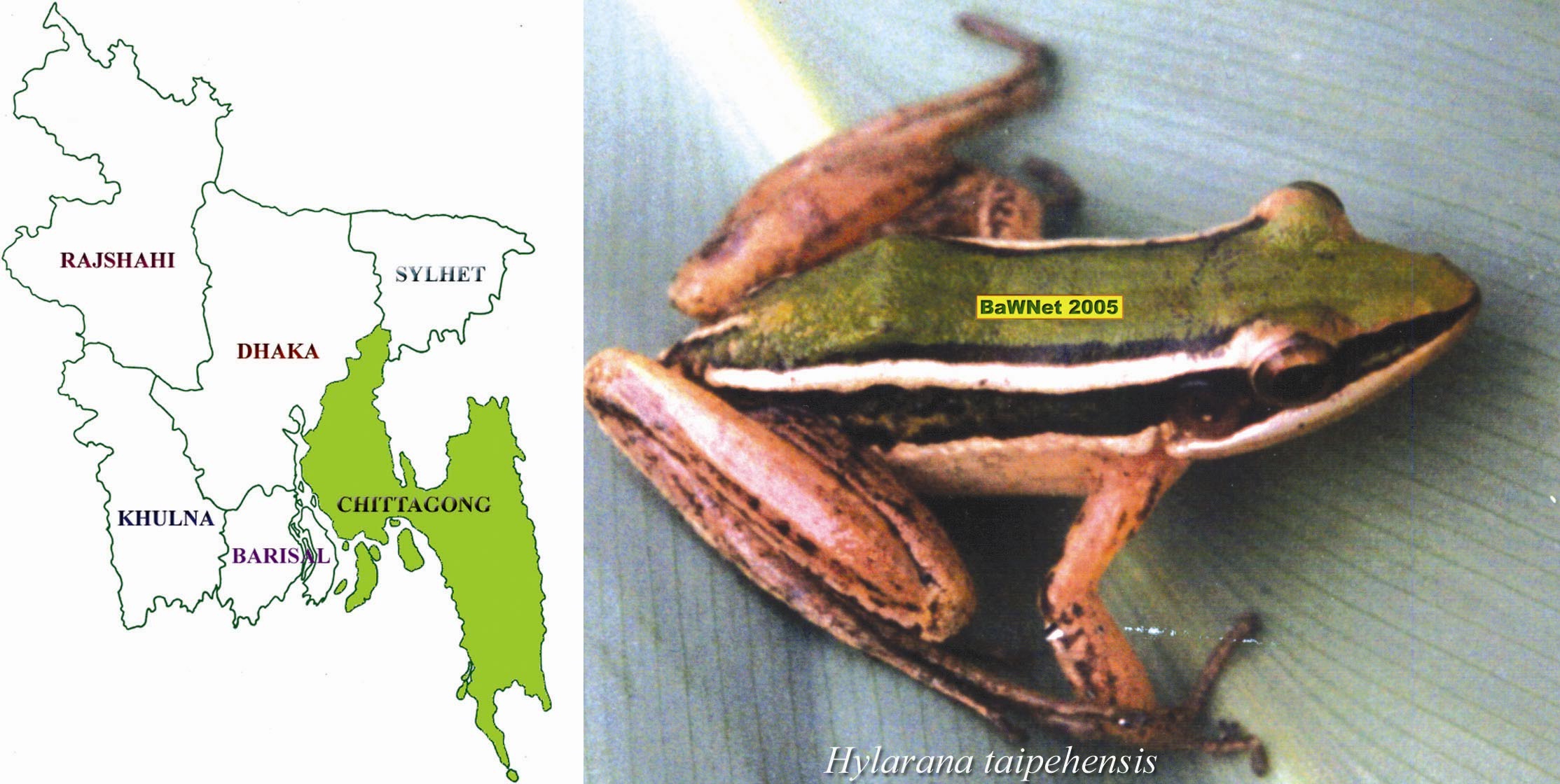 AMPHIBIANS of Bangladesh - NSSB