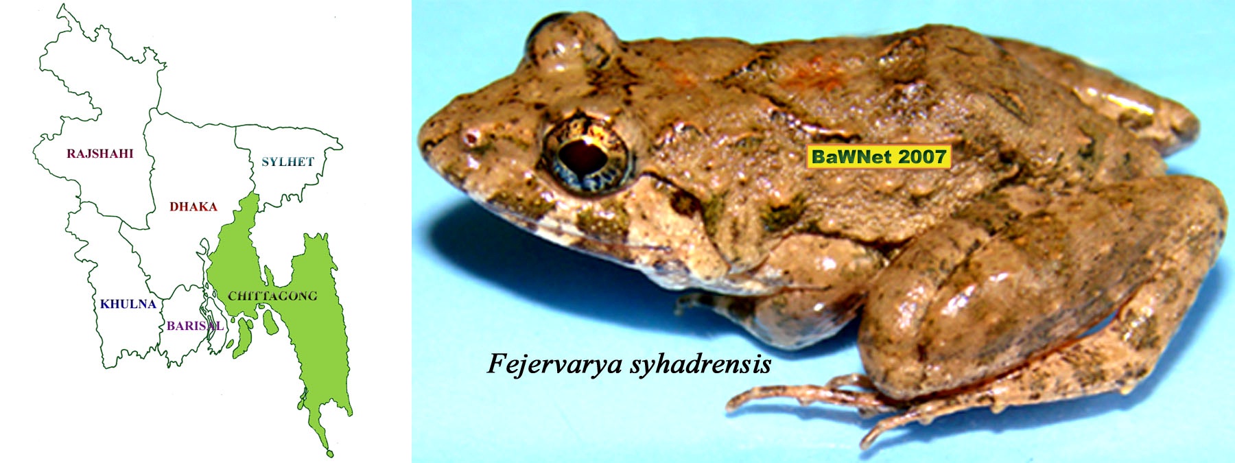 AMPHIBIANS of Bangladesh - NSSB