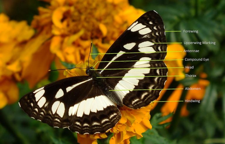 Butterfly - NSSB
