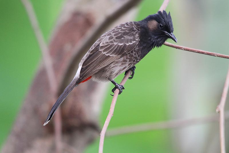 Red-vented Bulbul - NSSB