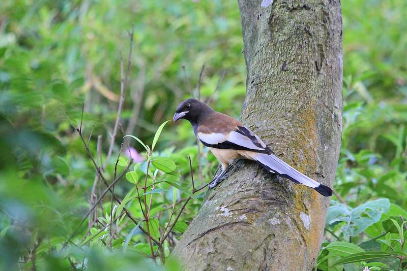 Rufous Treepie – NSSB